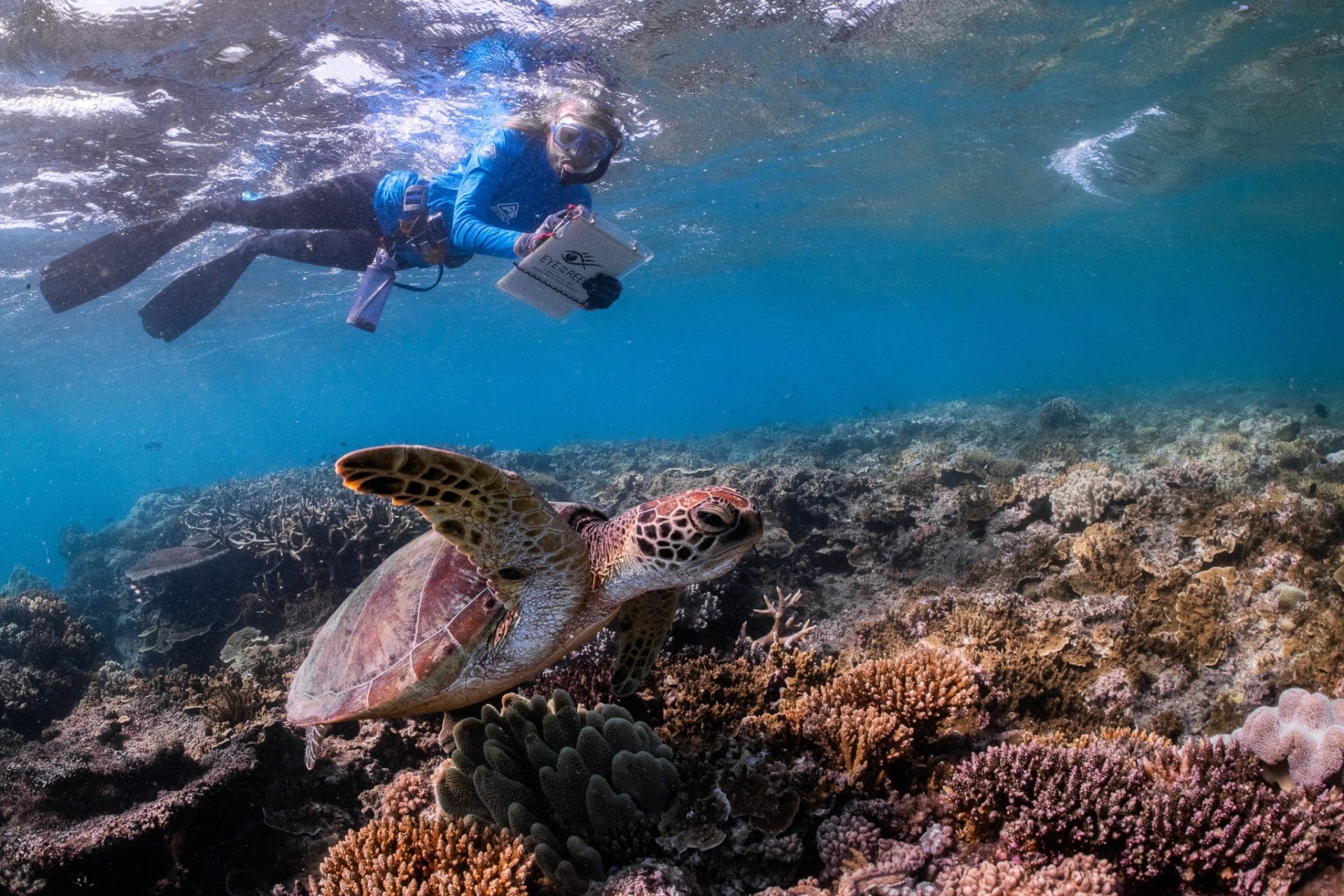 Exploring Eco-Tourism: A Journey with Sunlover Reef Cruises - Sunlover